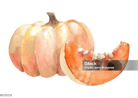 전체 호박의 수채화 그림과 흰색 배경에 고립 된 씨앗과 슬라이스 10월에 대한 스톡 벡터 아트 및 기타 이미지 10월 9월 가을 Istock