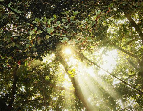 나무 사이로 비치는 밝은 빛 사진 Unsplash의 무료 땅 이미지