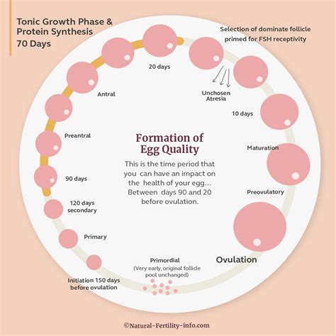 Stages Of A Fertilized Egg My Xxx Hot Girl