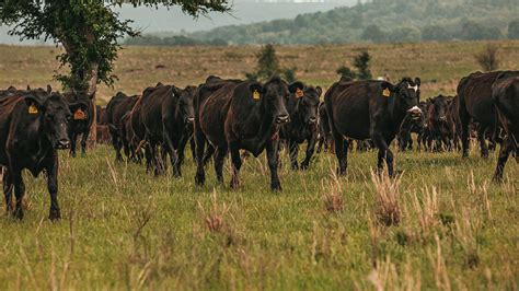 Proper Sire Selection Choctaw Ranches