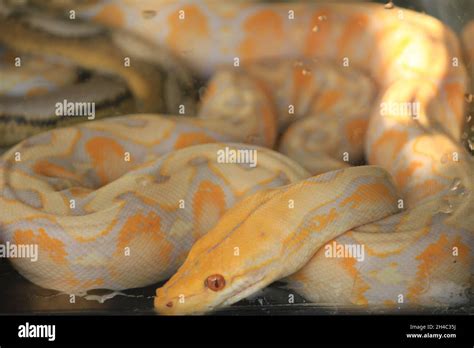 White Python With Exotic Skin Color And Pattern White Python With Exotic Skin Color And Pattern