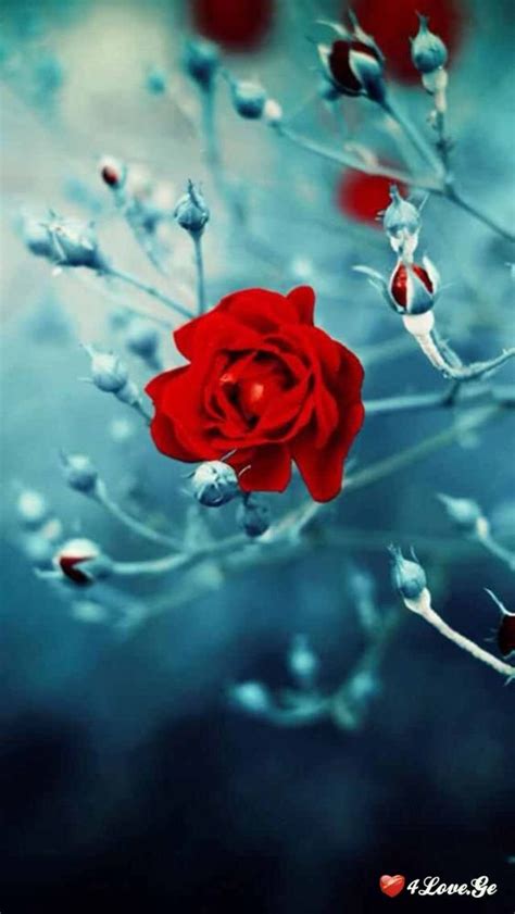 ყვავილები 8 მარტი 4love Ge სასიყვარულო საიტი ისტორია წიგნი ჩანახატი ტესტი