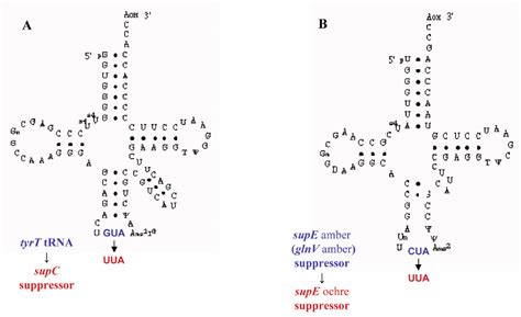 How Mutations In The Anticodon Create Suppressor Trnas A
