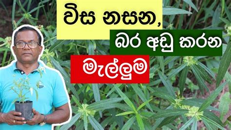 ශරීරයේ විස නසන අපූරු මැල්ලුම Thumba Ceylon Agri Episode 196 Youtube