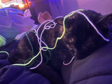 Silly String Sally R Cats