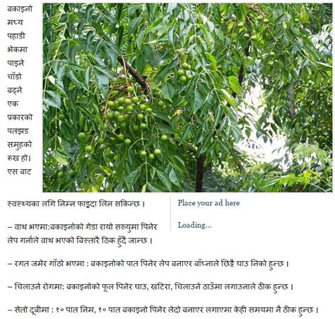 About Bakaino Tree Mero Samachar