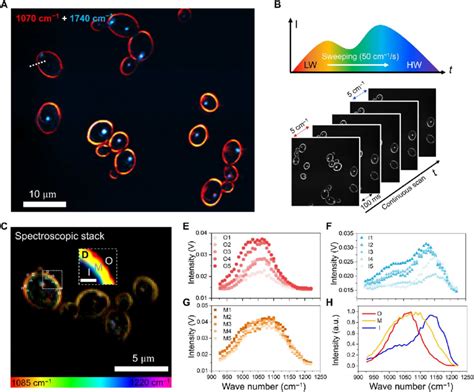 Video Rate Mip Enables Hyperspectral Imaging Of Fungal Cell Walls A