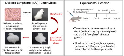 Schematic Representation Of Tumor Model And Experimental Design Download Scientific Diagram