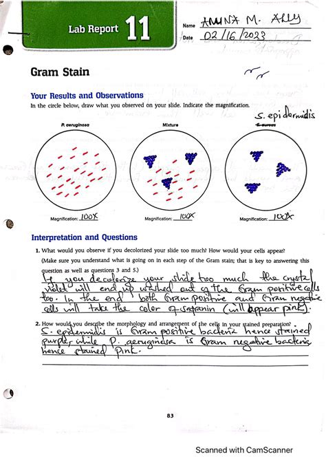 Lab Report 11 And 12 MCB1010C Studocu