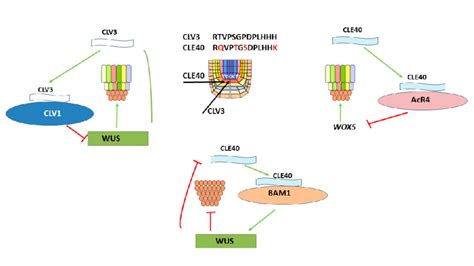 Clv3 Peptide Forms A Negative Feedback Loop Clv3 Clv1 Wus In Ram The Download Scientific
