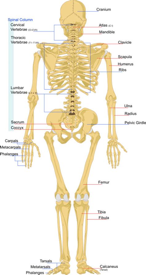 Skeleton System Structure Composition Facts Science4fun