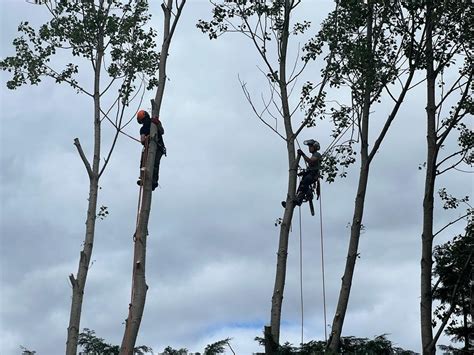 Expert Tree Trimming And Pruning Services Trees4Scotland