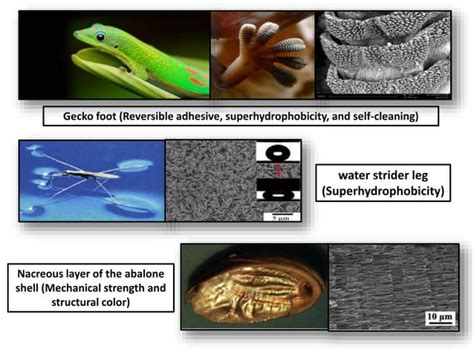 Bio Inspired Materials Ppt Pptx