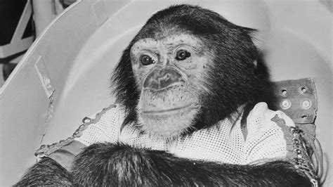 La Historia De Ham El Primer Chimpancé Astronauta El Violento