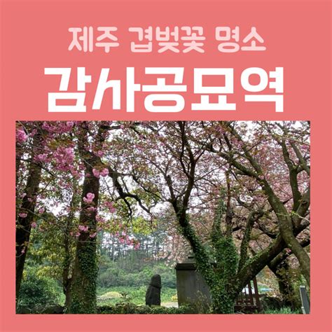 제주 겹벚꽃 개화 시기 명소 감사공묘역 소개강아지 돗자리 벚꽃 주차장 화장실 스냅사진 포토존 네이버 블로그
