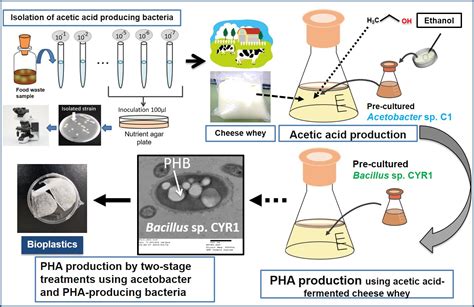 Two Stage Polyhydroxyalkanoates Pha Production From Cheese Whey Using Acetobacter Pasteurianus