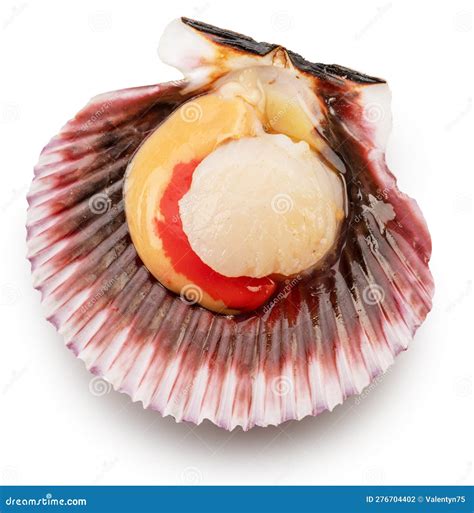 Fresh Live Opened Scallop With Scallop Roe Or Coral Close Up File