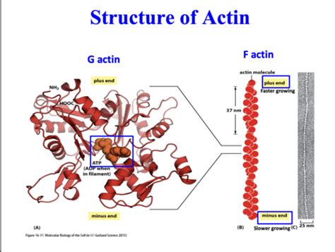 Biochemistry Contractile Proteins Flashcards Quizlet