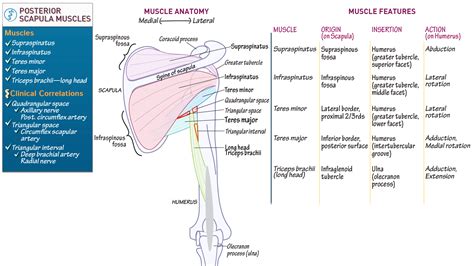 Posterior Scapular Muscles Exercises Ditki Medical And Biological