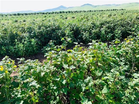 Монголын Үхрийн Нүд Нэрс Жимсний Холбоо Home