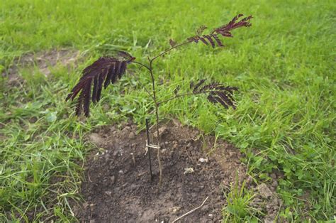 Moving Mimosa Trees How To Transplant Mimosa Trees In The Landscape