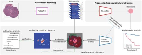 The Workflow Of Pathfinder Digitized High Resolution Histology Slides Download Scientific
