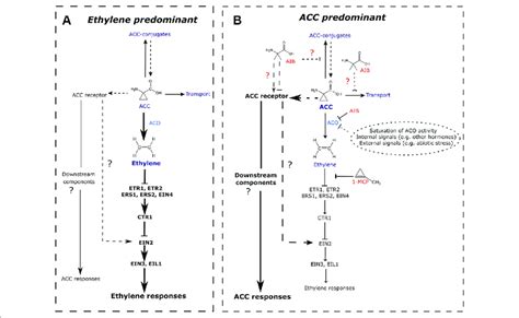 Revisited Model For Acc Ethylene Biosynthesis And Signaling A