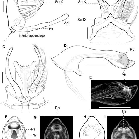 Macrostemum Brasiliense Fischer 1970 Larva A Head Dorsal View