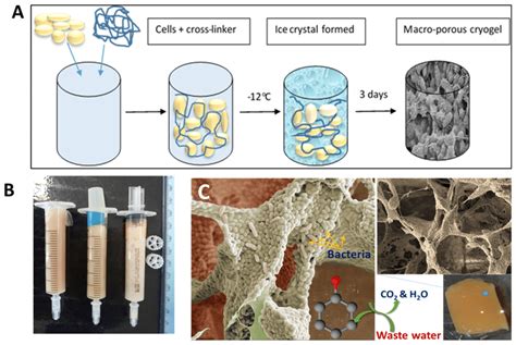 A Scheme Of Bacterial Cryogel Preparation B Bacterial Cryogels Download Scientific Diagram