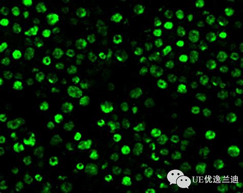 Am酯形式荧光染料探针 知乎