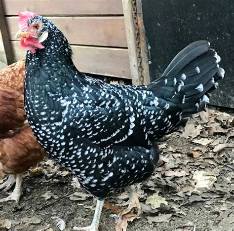 About Ancona Chickens Mediterranean Barnyard Beauties