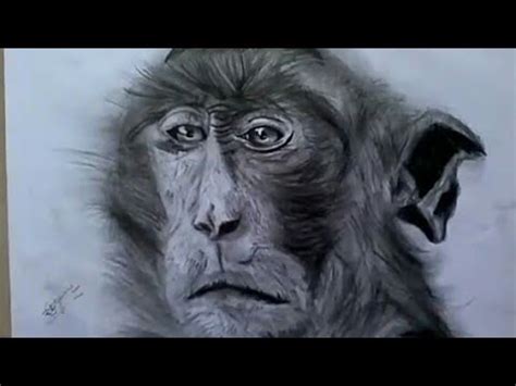 Realistic Monkey Drawing At PaintingValley Com Explore Collection Of Realistic Monkey Drawing