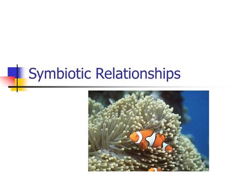 Ppt Symbiotic Relationships Types And Examples Powerpoint Presentation Id 8933739