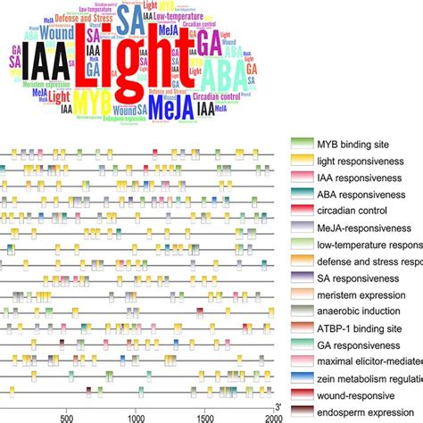 Identification Of Putative Cis Acting Regulatory Elements Cres In The