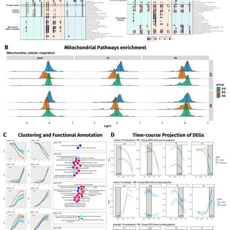 Functional Analysis Of The Transcriptomic Response To Acute Endurance
