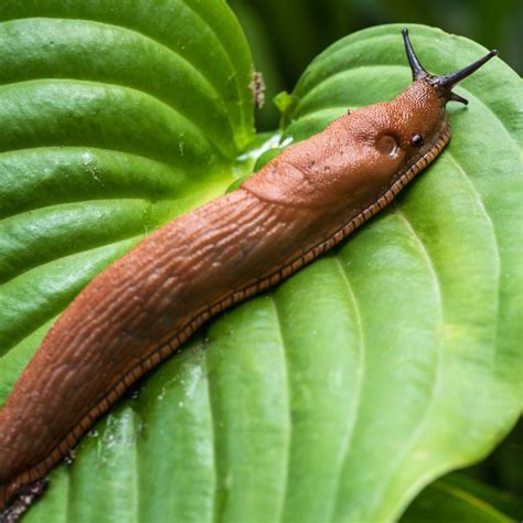 Slug Image