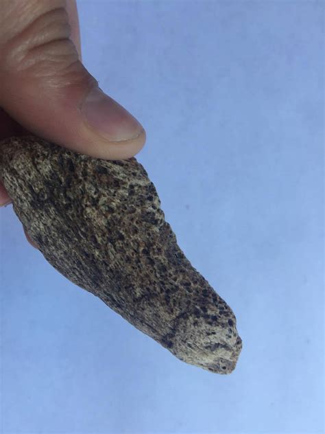 Fossilized Bone Fossil Id The Fossil Forum