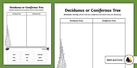Deciduous Or Coniferous Tree Sorting Worksheet Twinkl