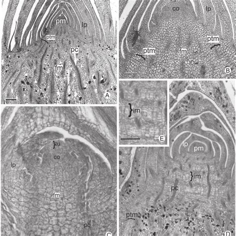 Transverse Sections Of The Stem In Cyperaceae Species A B The Neck Download Scientific