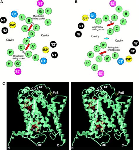 Crystal Structure Of The Cytochrome Bc1 Complex From Bovine Heart Mitochondria Science