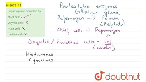 Pepsinogen Is Secreted By