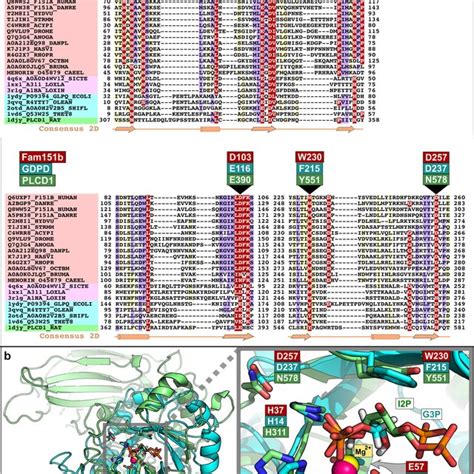 a multiple sequence alignment msa of representative members of