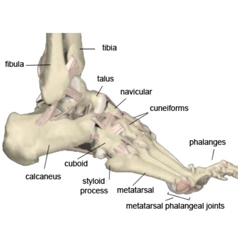 Styloid Process Foot