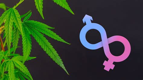 How To Identify The Gender Of The Cannabis Plant