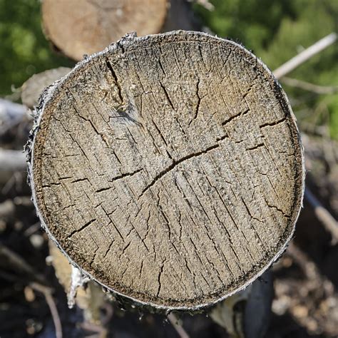 Round Section Of A Tree Trunk Stock Image Image Of Beam Neutral Round Section Of A Tree Trunk Stock Image Image Of Beam Neutral