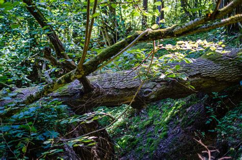 森林夏季阳光明媚的日子里树干破碎树高清图片下载 正版图片503803023 摄图网