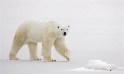 Белый медведь — Polar bear