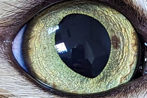 Iris Melanosis In Cats Causes Symptoms And Treatment