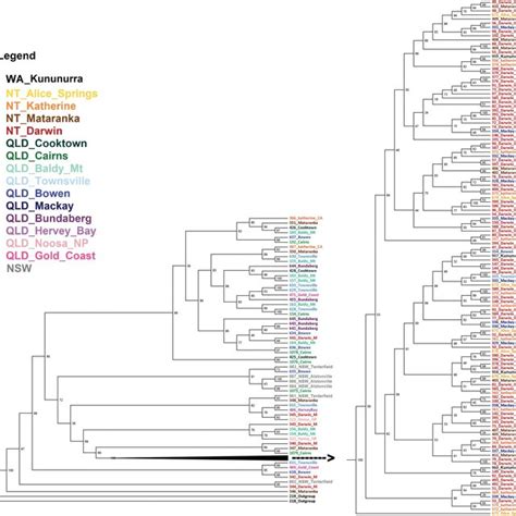 Phylogenetic Tree Based On Genome Wide Snp Data For Populations Of Download Scientific Diagram