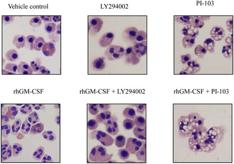 Light Microscopy Of Human Neutrophils Treated With Pi 103 And